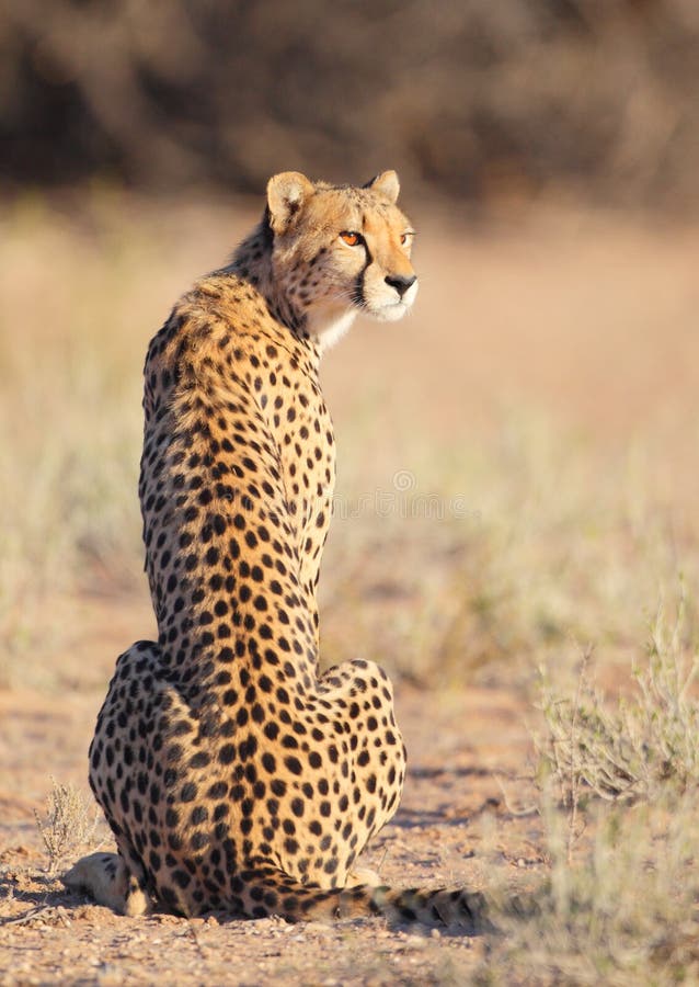 Young Cheetah Sitting In The Sun Stock Photo - Image: 17639142