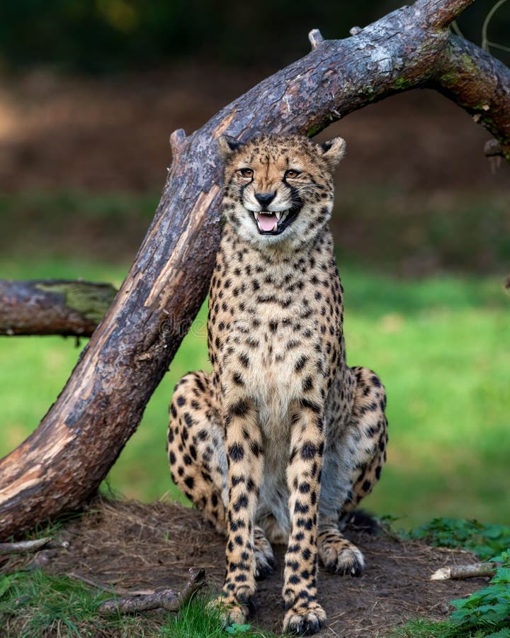 Young Cheetah Sitting by a Tree and Roaring Stock Image - Image of roar ...