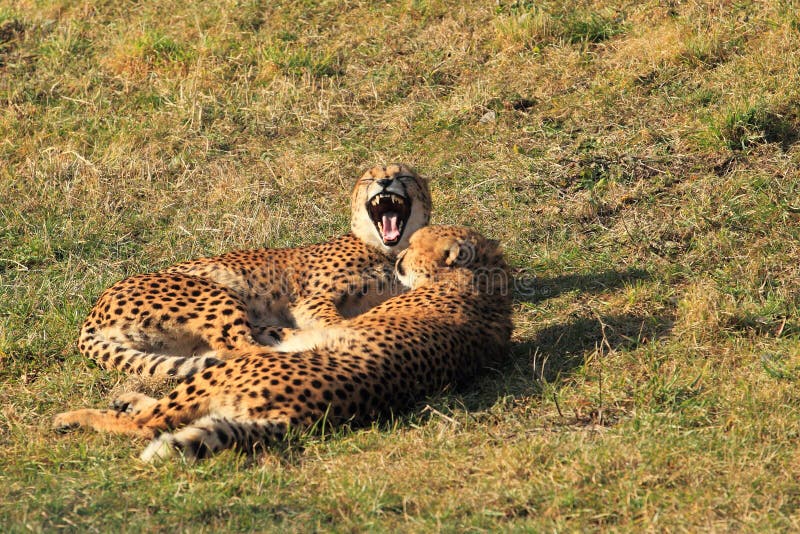 Young cheetahs couple stock photo. Image of cheetah, playful - 22960502
