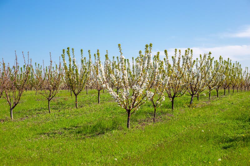A Young Cherry Orchard Blossoms in Spring. Rows of Trees on Green Grass ...