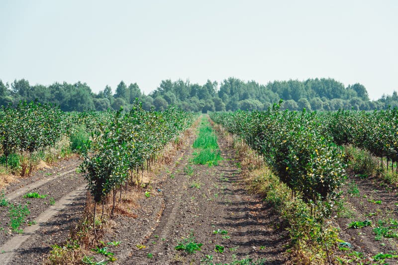 Young Cherry Orchard. Rows of Young Trees , Summer. Stock Photo - Image ...