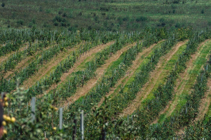 Young Cherry Orchard. Rows of Young Trees , Summer. Stock Image - Image ...