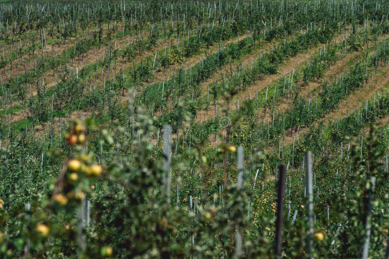 Young Cherry Orchard. Rows of Young Trees , Summer. Stock Image - Image ...