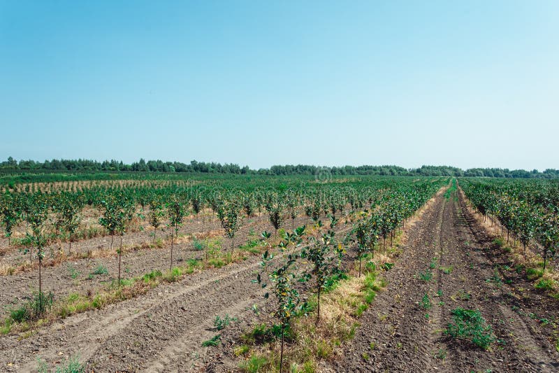 Young Cherry Orchard. Rows of Young Trees , Summer Stock Photo - Image ...