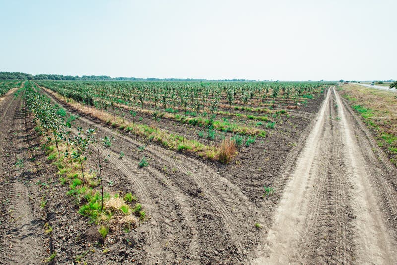 Young Cherry Orchard. Rows of Young Trees , Summer Stock Image - Image ...