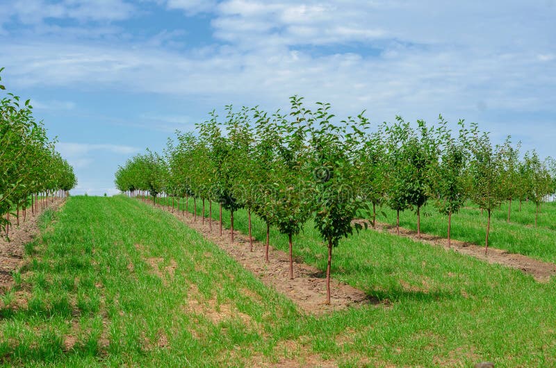 Young Cherry Trees are Planted in Rows in the Garden Stock Photo ...