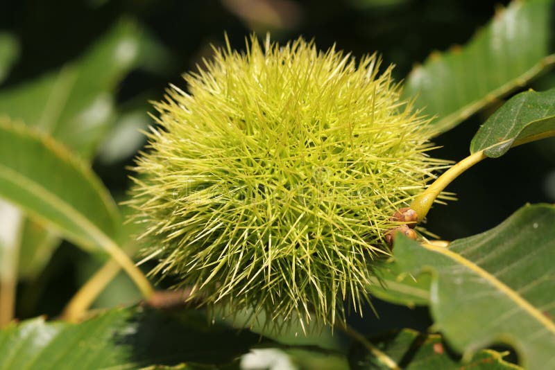 Young chestnut stock photo. Image of nutrition, vegetable - 45074576