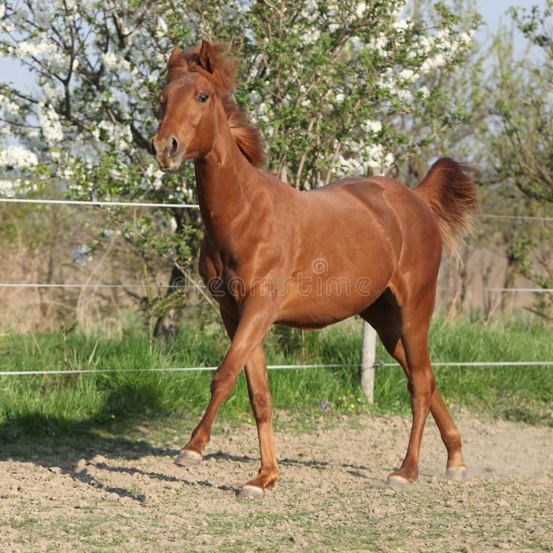 Young Chestnut Horse Running in Spring Stock Photo - Image of strong ...