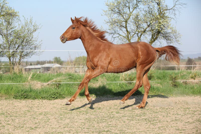 Young Chestnut Horse Running in Spring Stock Photo - Image of horse ...