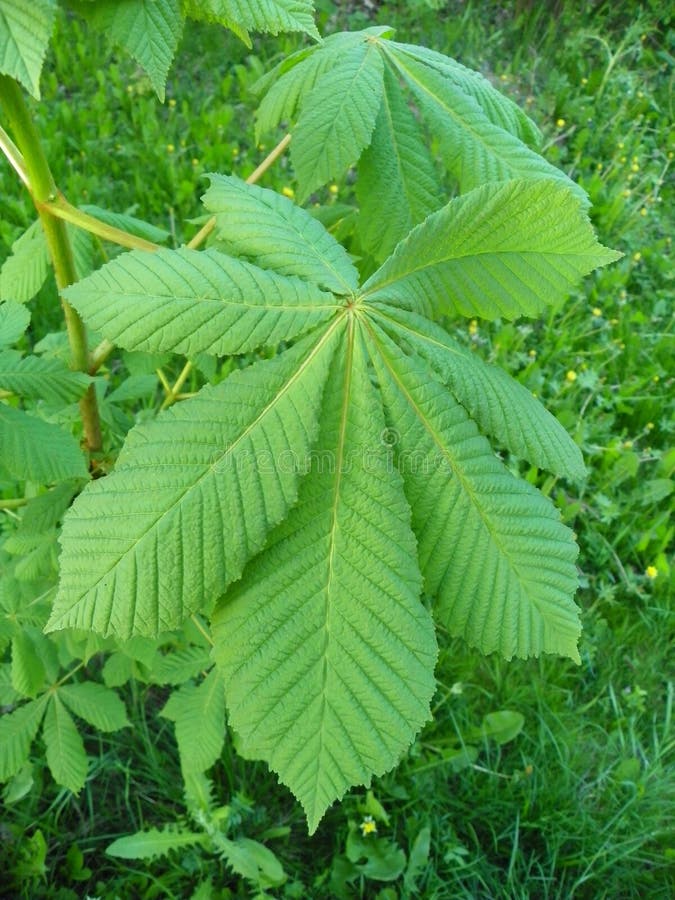 Young Chestnut Leaf in Spring Close-up Stock Photo - Image of leaf ...