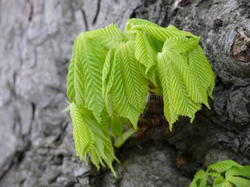 Young chestnut leaves stock image. Image of life, leaf - 65779115