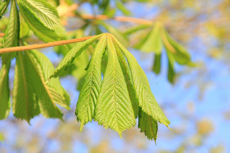 Young Chestnut Leaves, Sprouting at Springtime Stock Image - Image of ...