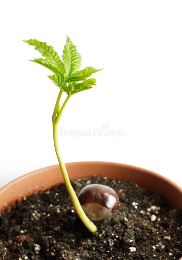 Young chestnut sprout stock photo. Image of root, leaf - 16222292