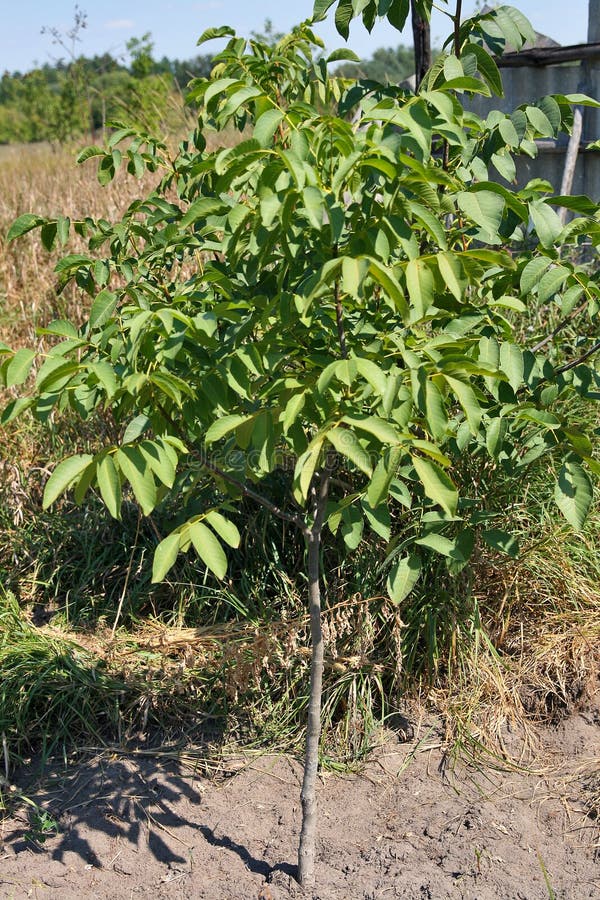 Young Chestnut Tree Closeup Stock Image - Image of crown, fresh: 89845233