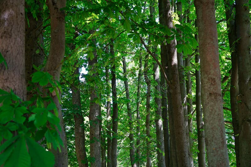 Young chestnut trees stock image. Image of green, park - 188794981