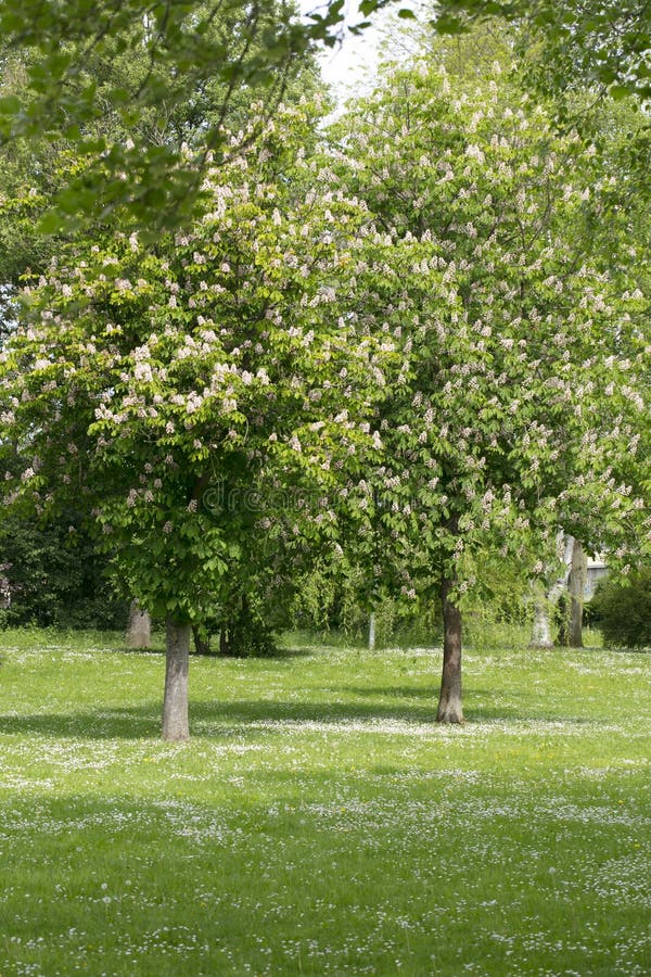 Young Chestnut Trees Grow in the Park Stock Photo - Image of fruits ...