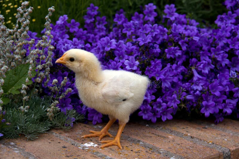 Young chick stock image. Image of male, purple, bird - 14852903