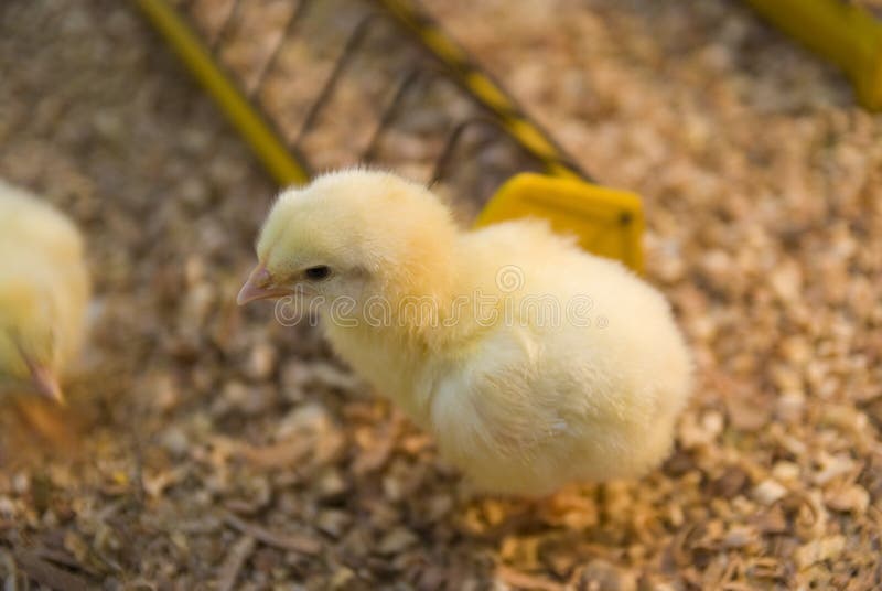 Young chick stock image. Image of birth, animal, yellow - 26941455