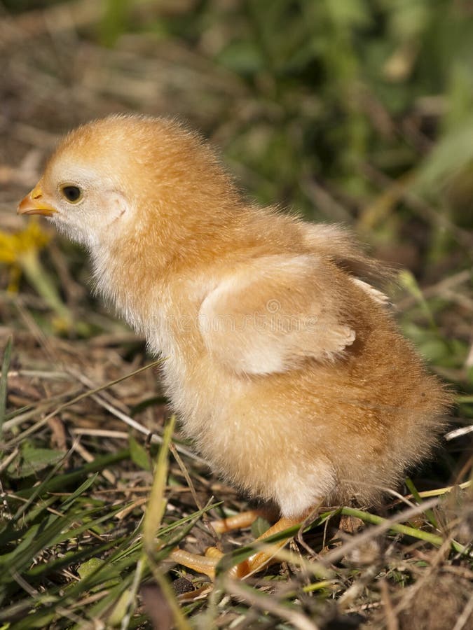 Early spring chicken stock photo. Image of alert, chicken - 12506870