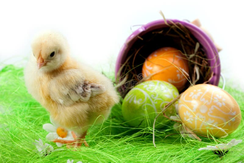Young Chick and Eggs stock image. Image of painted, hopping - 12948913