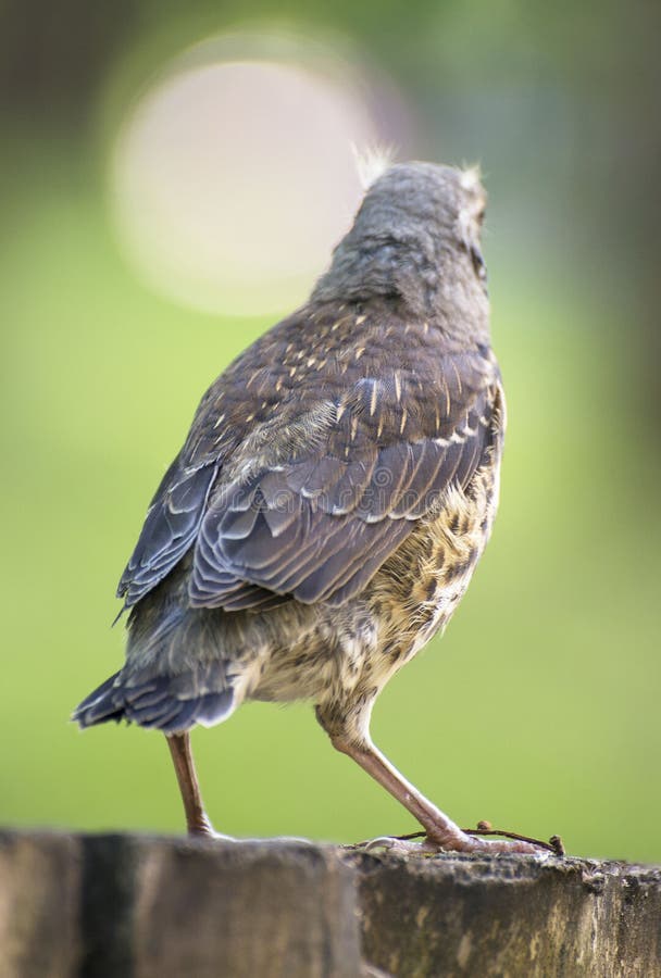 Young chick. stock image. Image of chick, europe, wild - 96307405