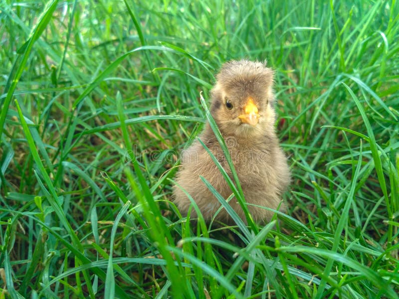 Week Old Gray Chicken on the Lawn. Stock Image - Image of animal, grey ...