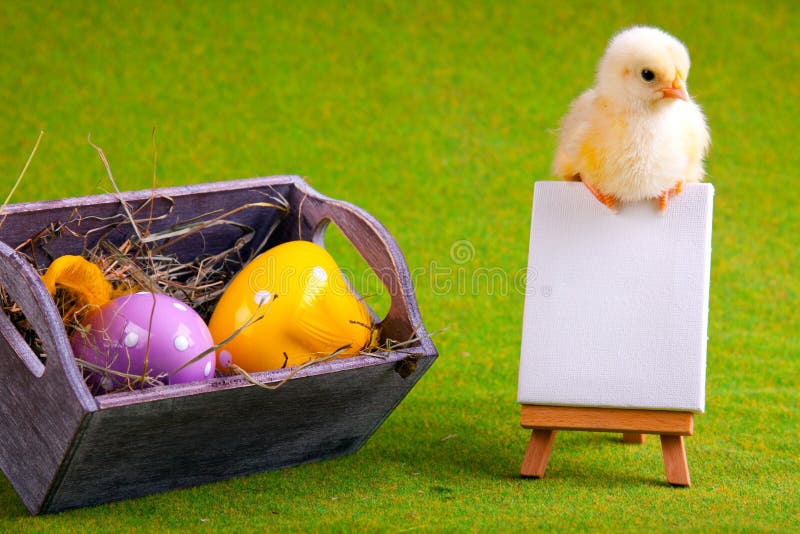 Young Chick on Table stock image. Image of holidays, little - 12948935