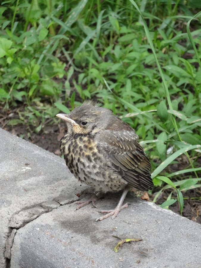 Baby Bird Thrush Fieldfare Sitting On A Branch Stock Image - Image of ...