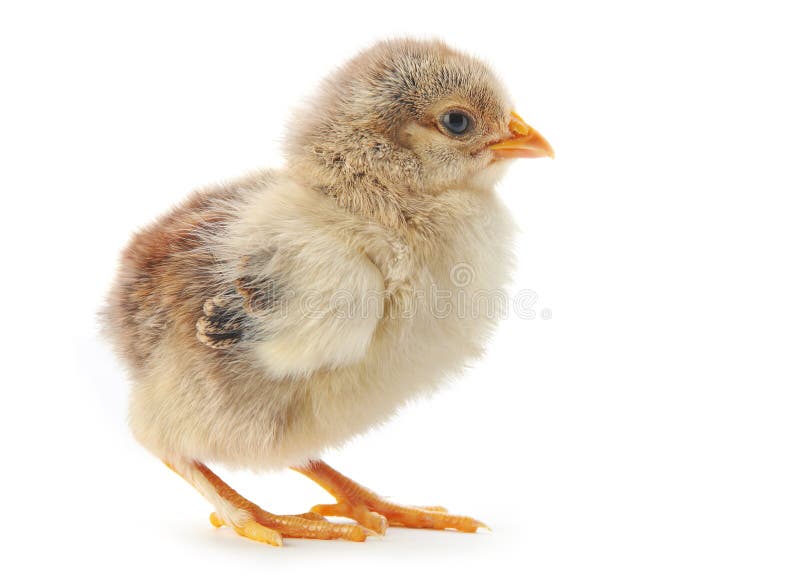 Young chicken stock image. Image of chicken, shell, tiny - 27455681