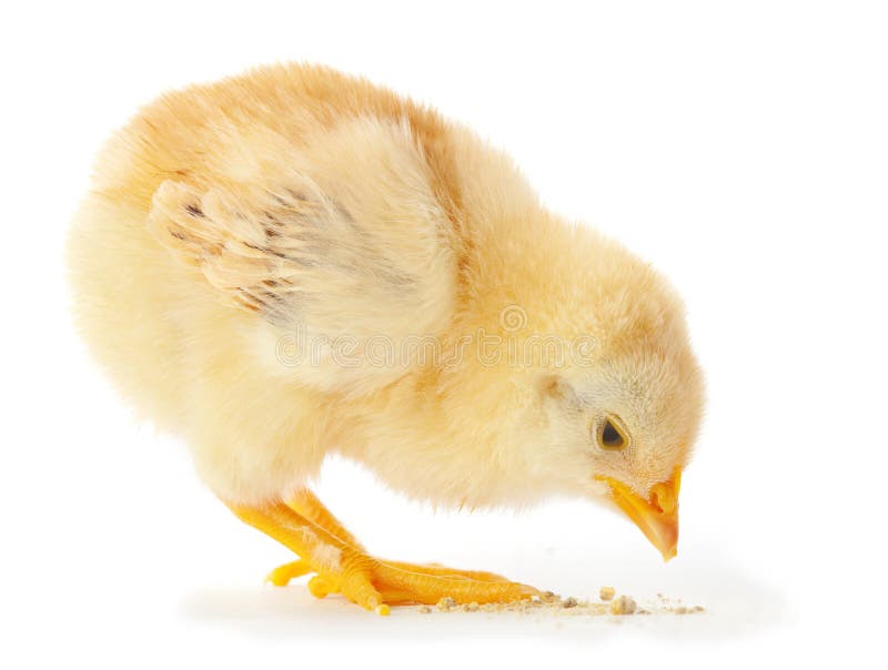 Young chicken eating stock image. Image of shell, young - 27757867