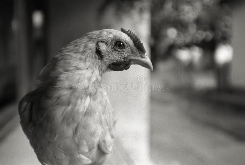 Young chicken portrait stock photo. Image of bird, cute - 3973200