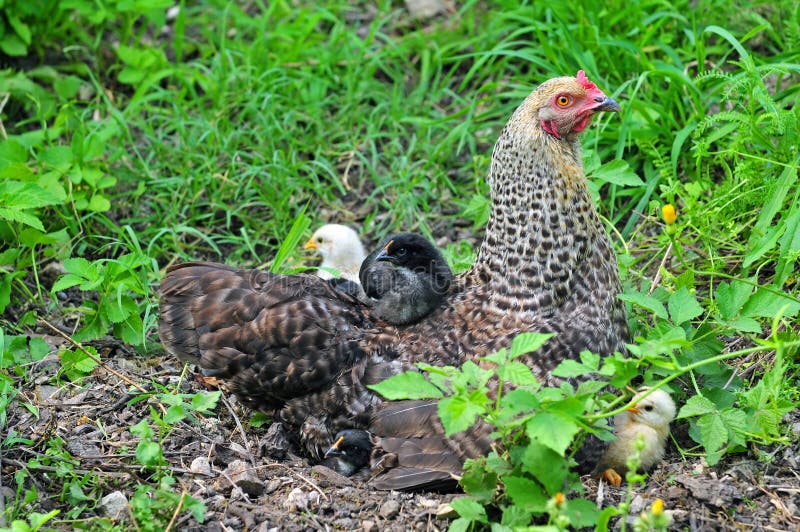Young Chicken Resting on Mother Hen S Back Stock Photo - Image of ...