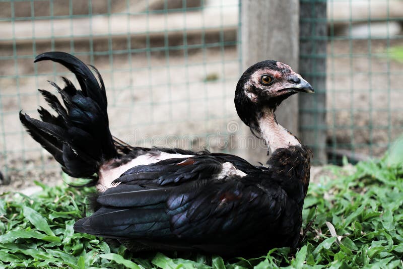 Young chicken resting stock image. Image of feather - 126854723