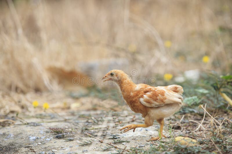 Young Chicken Running in Fileld Stock Image - Image of walk, door: 39512225