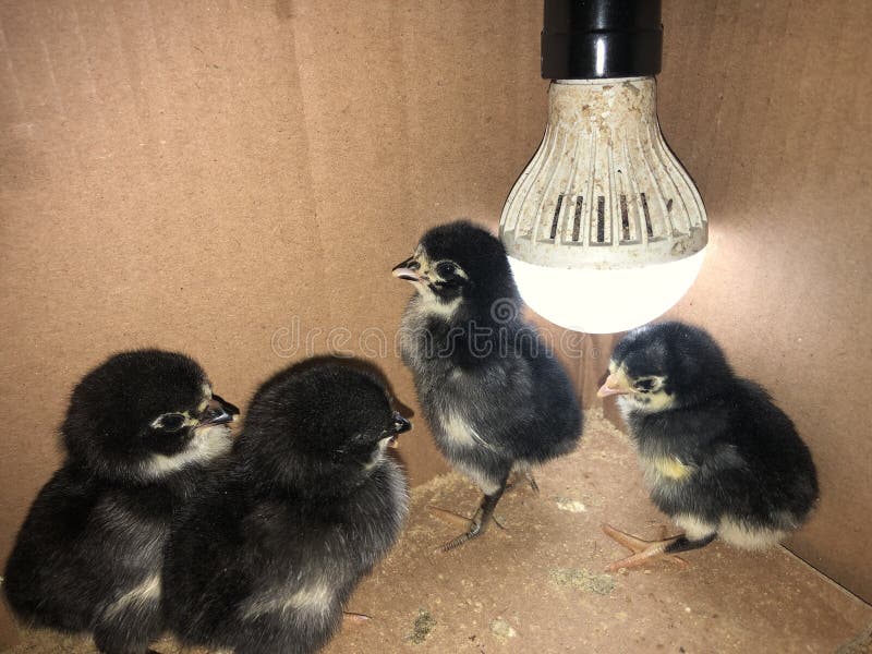 Young chicken under lamp stock image. Image of young - 262479191