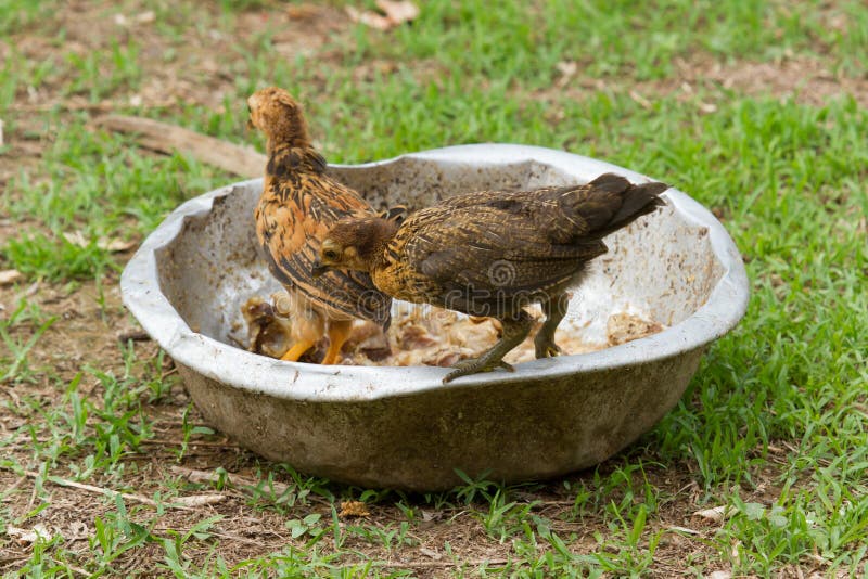 Young chickens stock photo. Image of early, animal, cockerel - 27340084