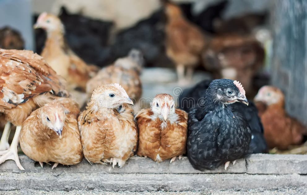 Young Chickens Lying Side by Side Stock Photo - Image of easter ...
