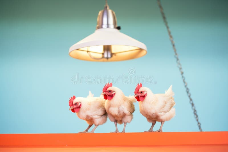 Young Chickens Under a Heat Lamp Stock Photo - Image of poultry ...