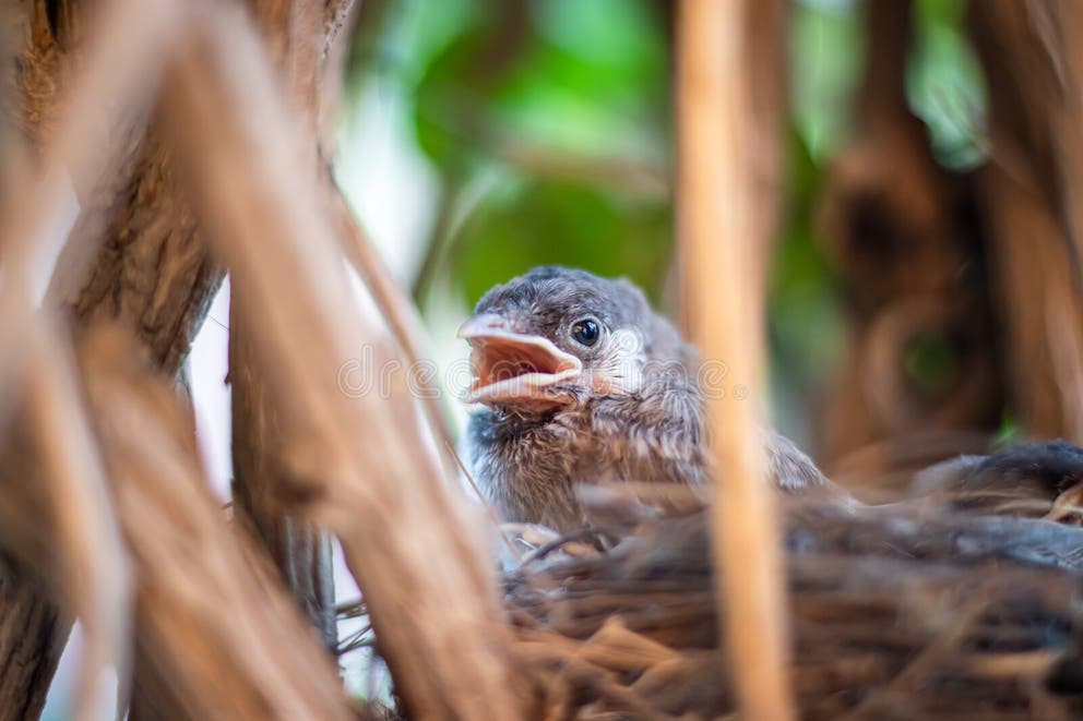 Young Chicks Resting at Nest from Flat Angle at Day Stock Photo - Image ...