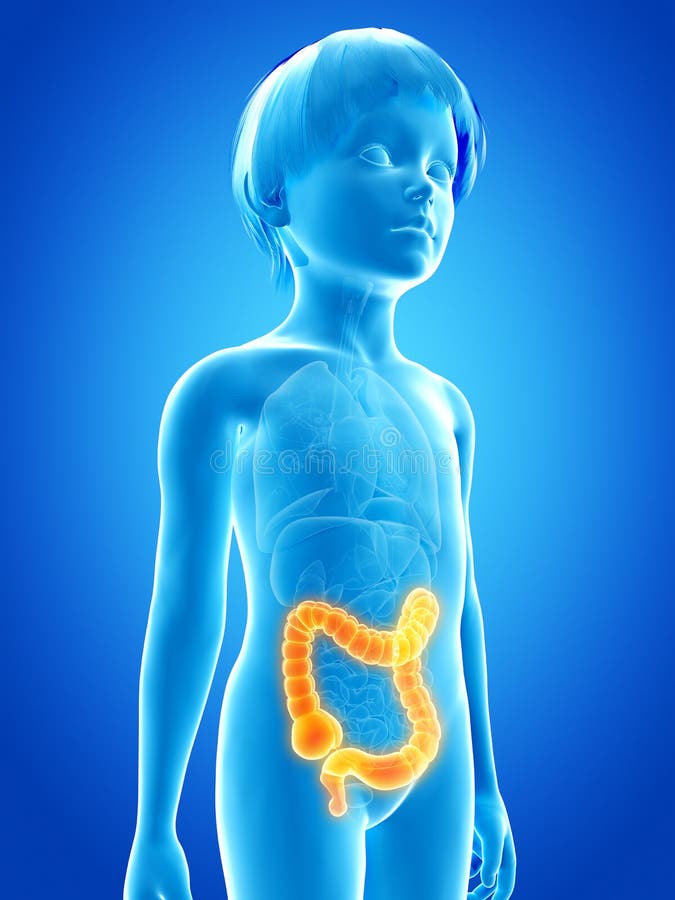 Young boy - the colon stock illustration. Illustration of intestine ...