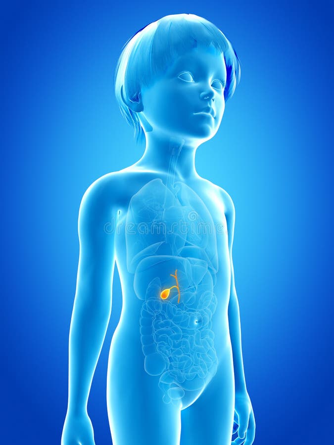 Gallbladder Stock Illustrations – 7,485 Gallbladder Stock Illustrations ...