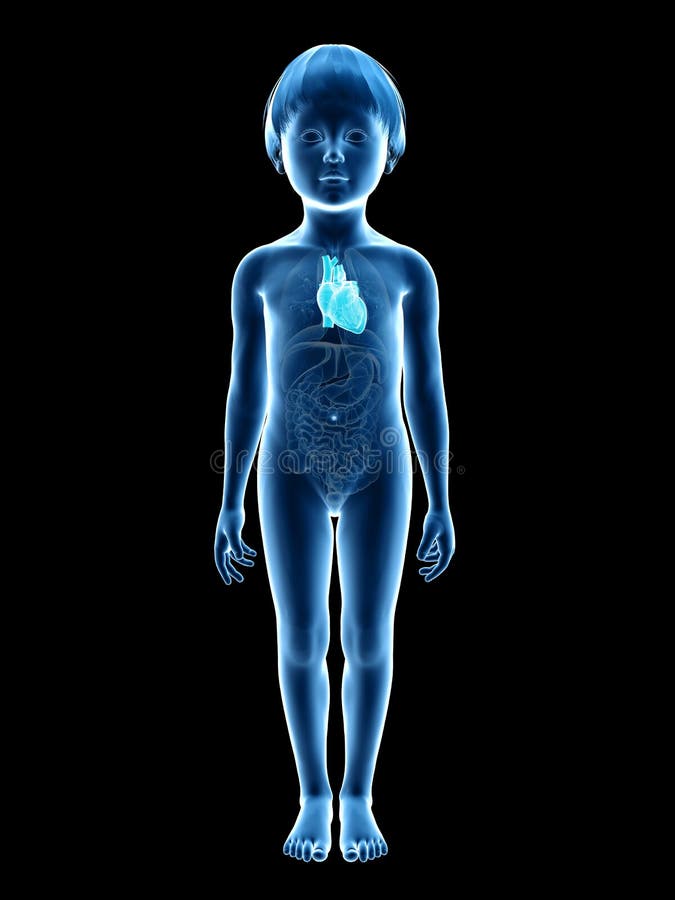 Young child - heart stock illustration. Illustration of ventricle ...