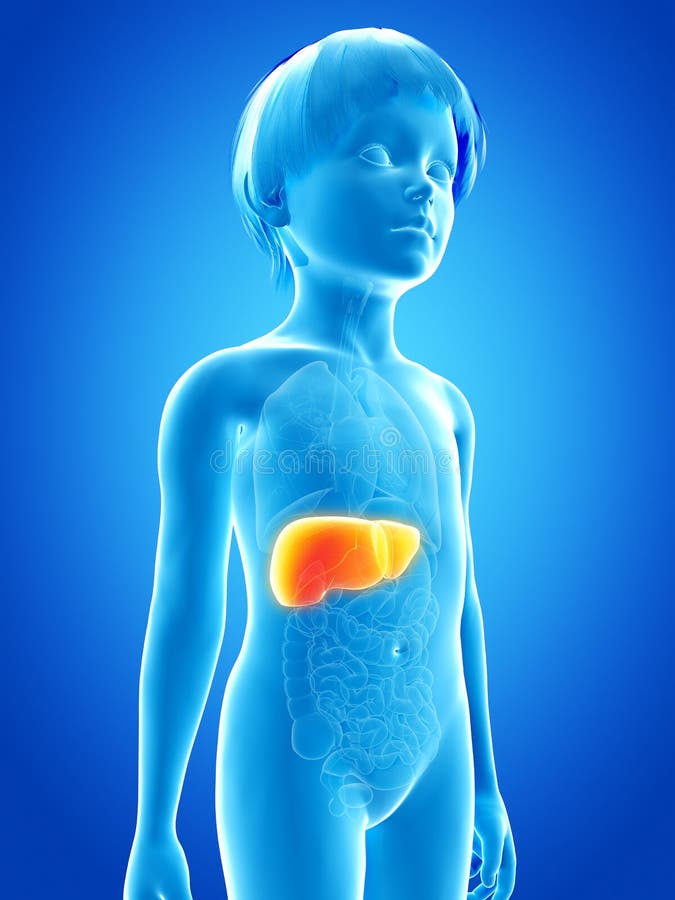 Young child - liver stock illustration. Illustration of pain - 39789402