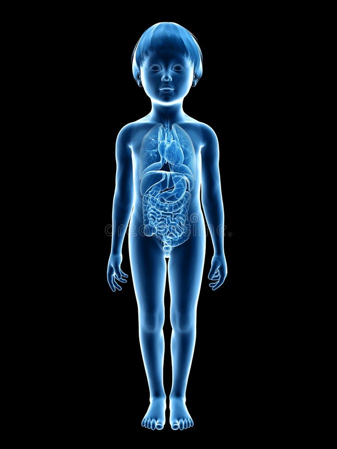 Young child - organs stock illustration. Illustration of organs - 38958781