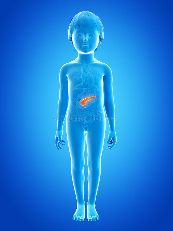 Young child - pancreas stock illustration. Illustration of inflammation ...