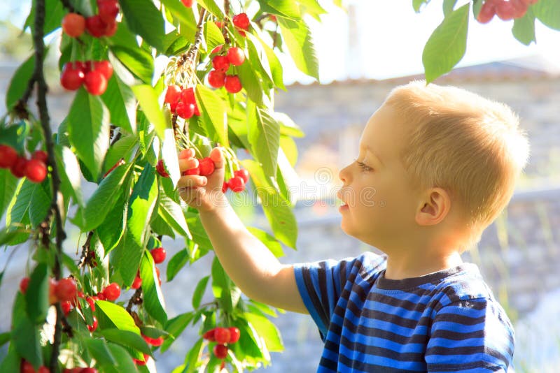 Young Child Picking Up Cherries from the Tree. Stock Image - Image of ...