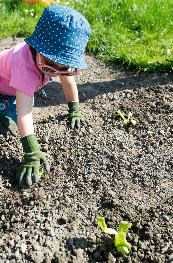 Young Child Planting Seeds in Her Small Vegetable Plot Stock Photo ...