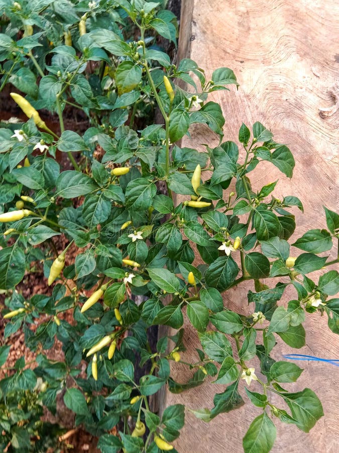 143 Young Chili Trees Stock Photos - Free & Royalty-Free Stock Photos ...