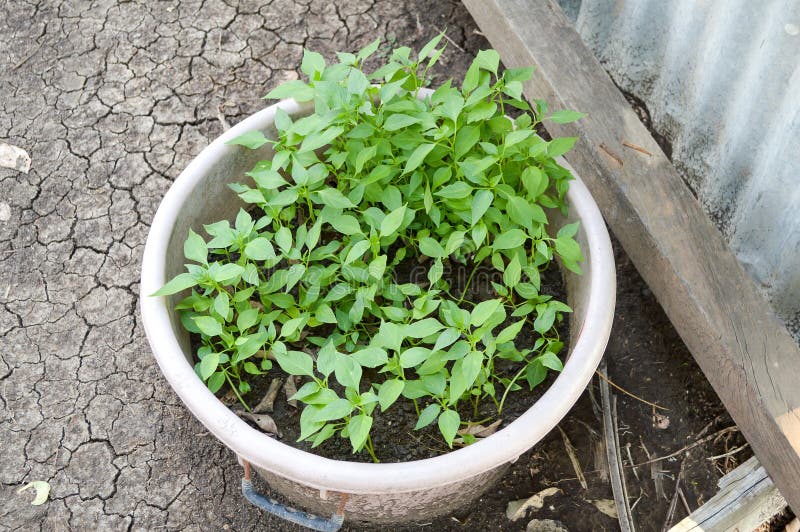 Young chili trees stock image. Image of foliage, soil - 57893069