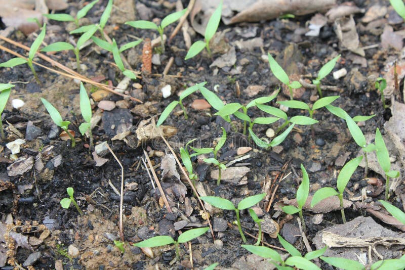 Young chilli sprouts stock image. Image of pepper, young - 91024053